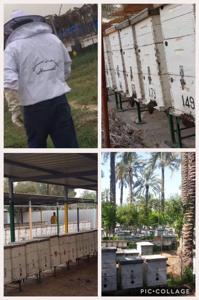 Al safi for Iraqi Honey – مناحل عسل الصافي عراقي – Tejarah