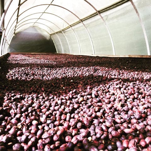 DIMITRI’S Coffee قهوة ديمتري – الاردن – Tejarah